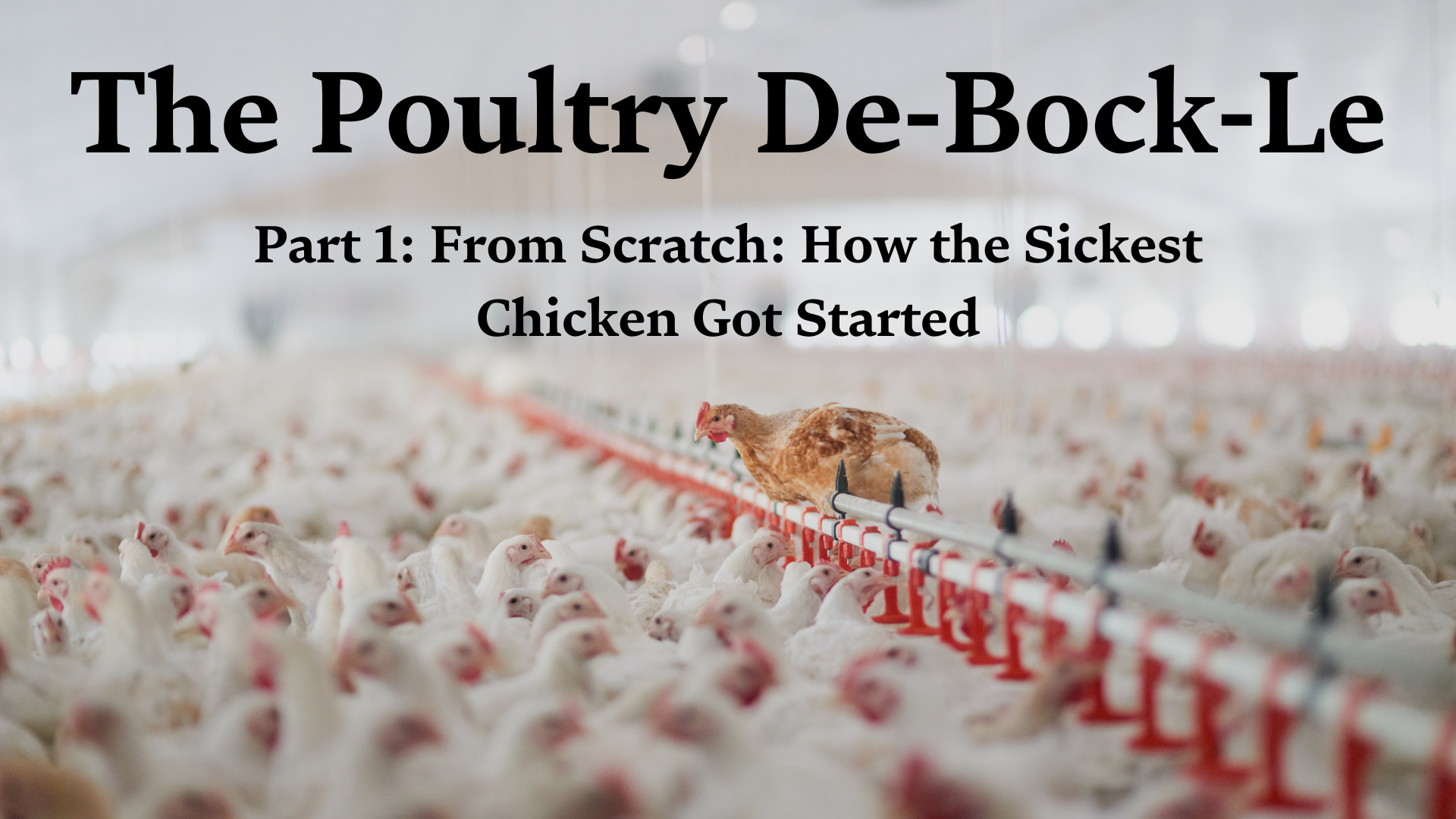 The Poultry De-Bock-Le - Part 1: From Scratch: How the Sickest Chicken ...