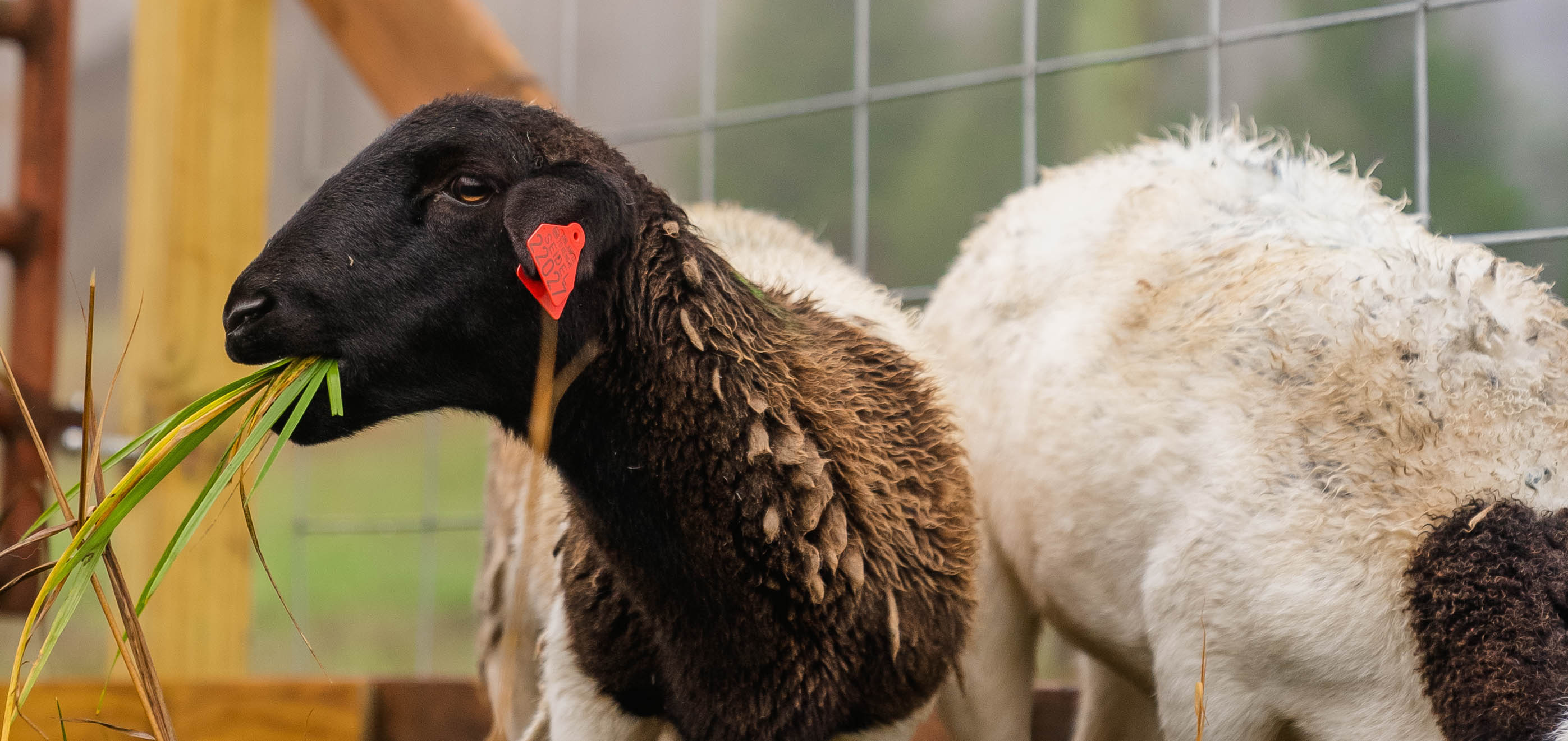 100% Grass-Fed Lamb | P&K Family Farms | Gainesville, Ga